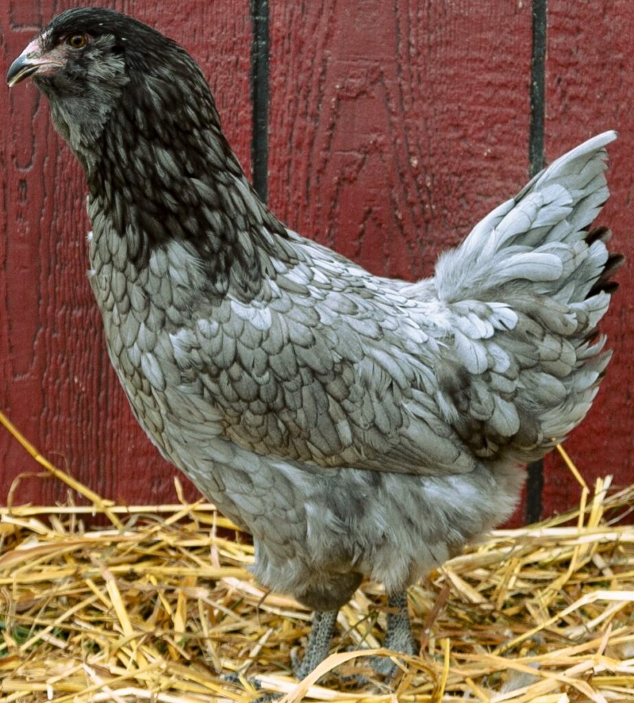 Blue Ameraucana Chicks for Sale | Cackle Hatchery®