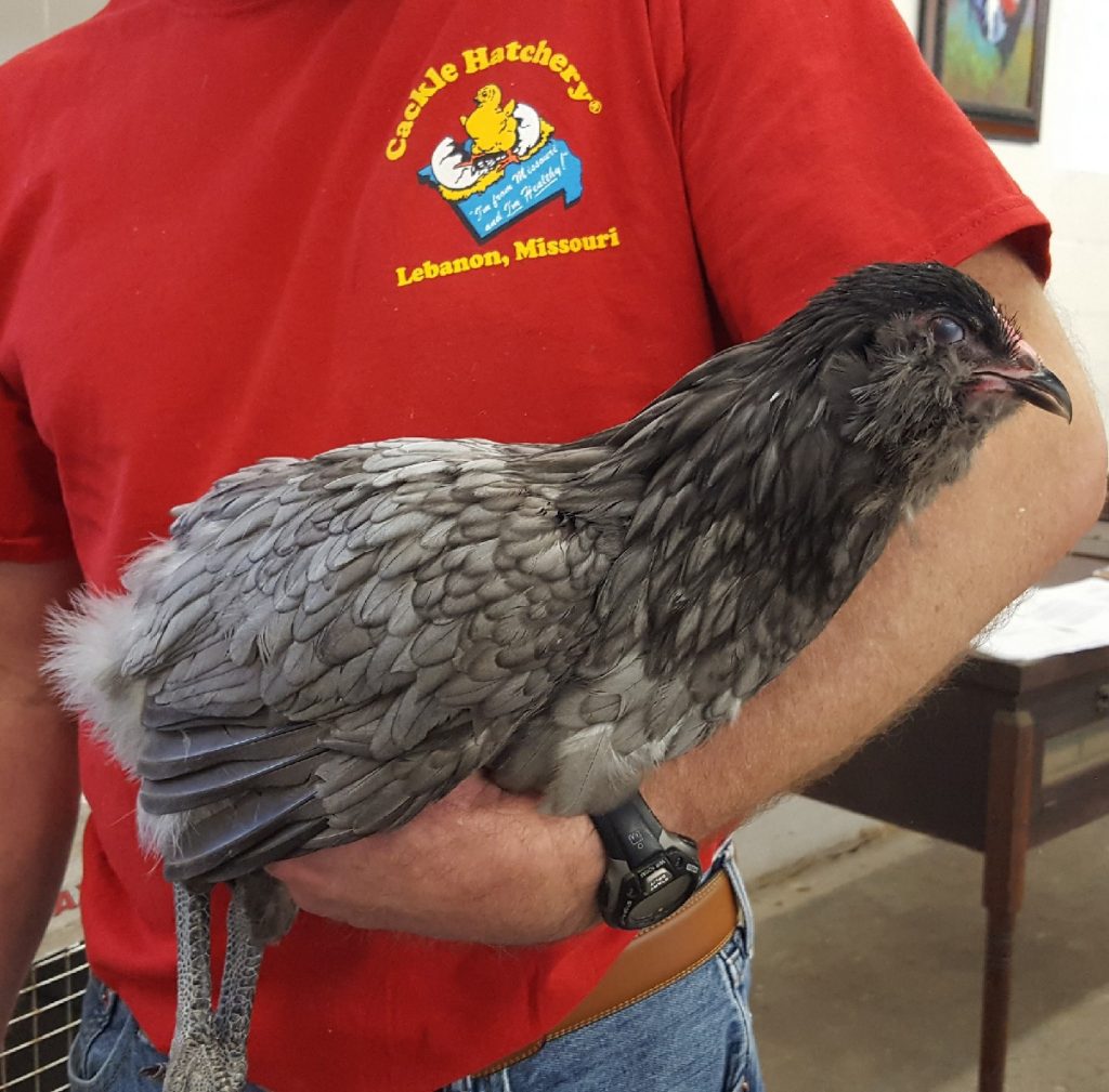 Blue Ameraucana Chicks for Sale | Cackle Hatchery®