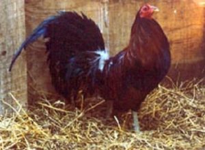 Black Breasted Red Jungle Fowl Chicks | Cackle Hatchery®