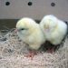 How to Handle Baby Chicks, Ducklings, and Goslings - Cackle Hatchery