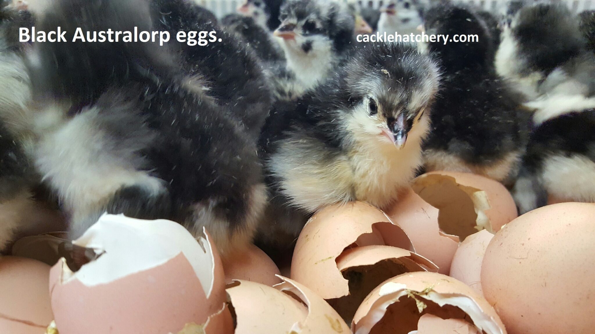 Black Australorp Fertile Hatching Eggs for Sale - Fresh/Fertile Eggs ...