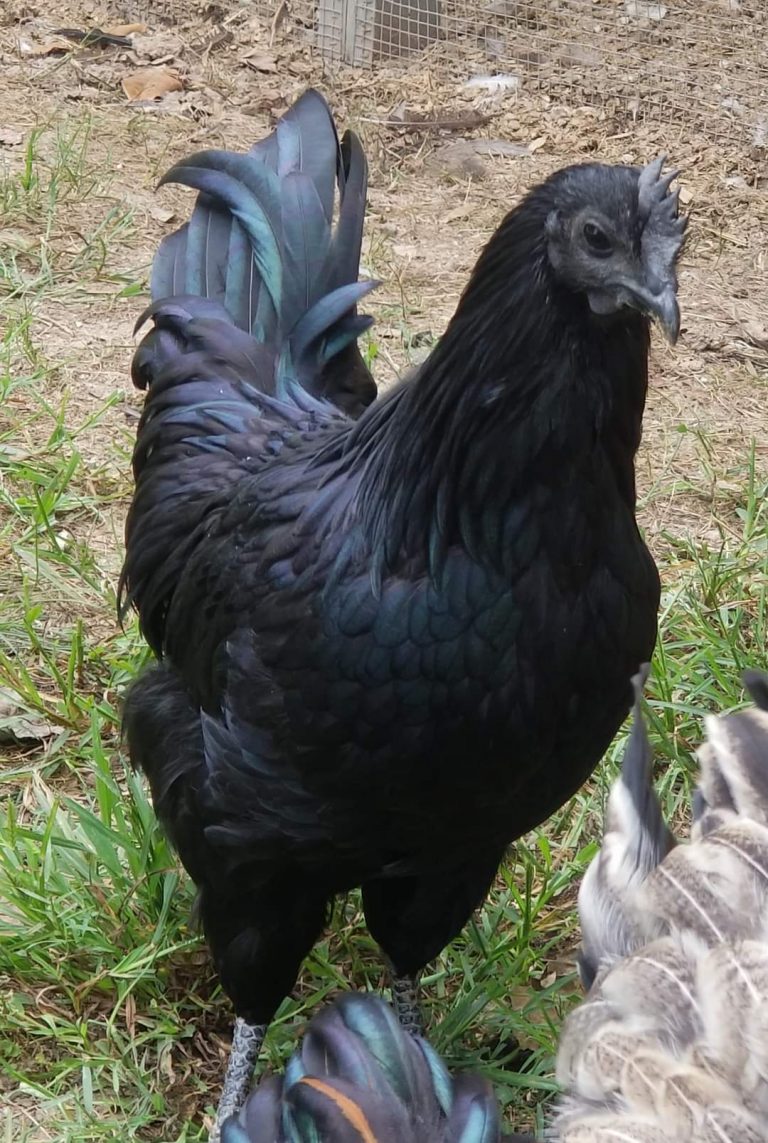 Ayam Cemani Chicken: Baby Chicks for Sale | Cackle Hatchery®
