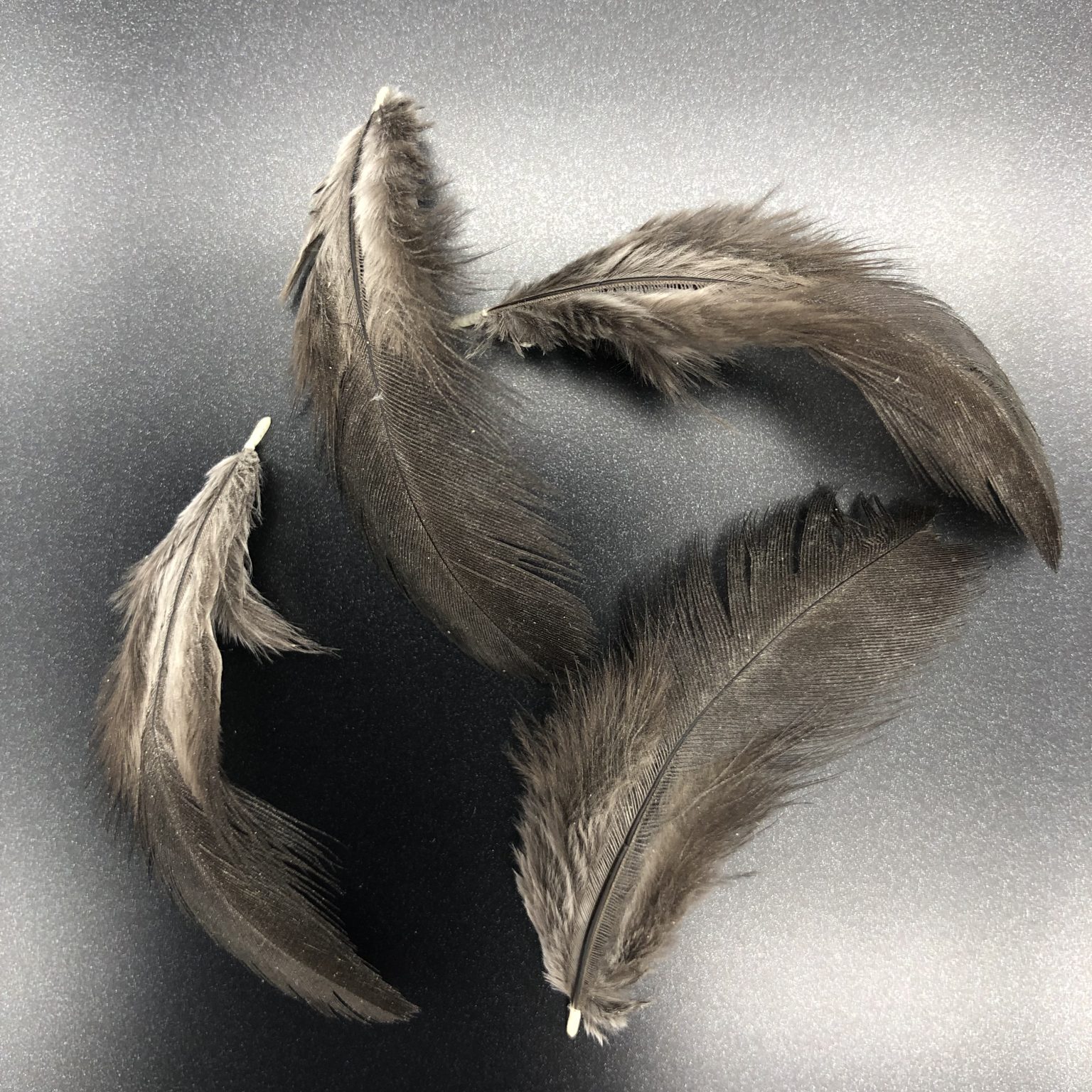 Ayam Cemani Chicken: Baby Chicks for Sale | Cackle Hatchery®