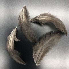 Ayam Cemani Chicken: Baby Chicks for Sale | Cackle Hatchery®