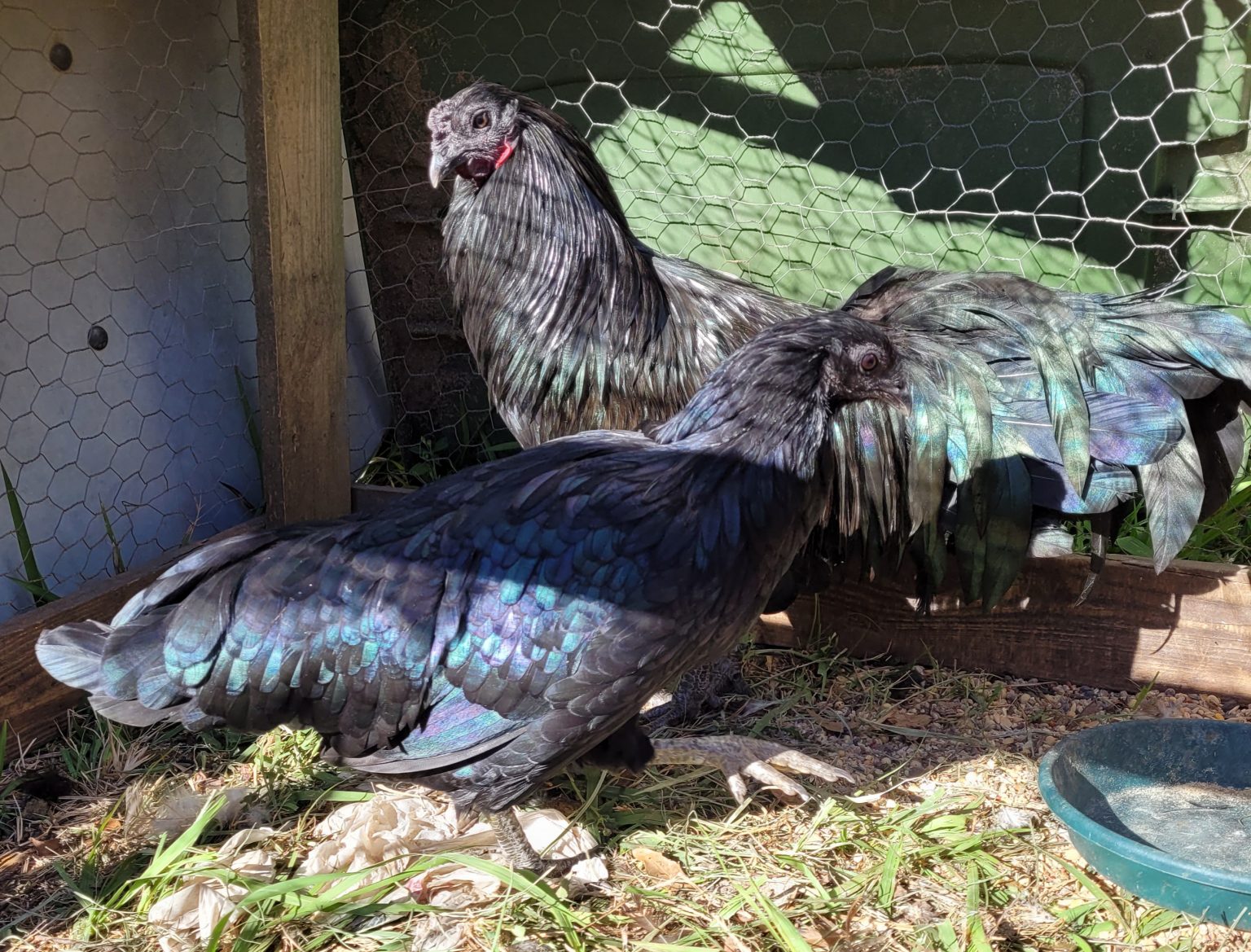 Black Sumatra Chicken: Baby Chicks for Sale | Cackle Hatchery®