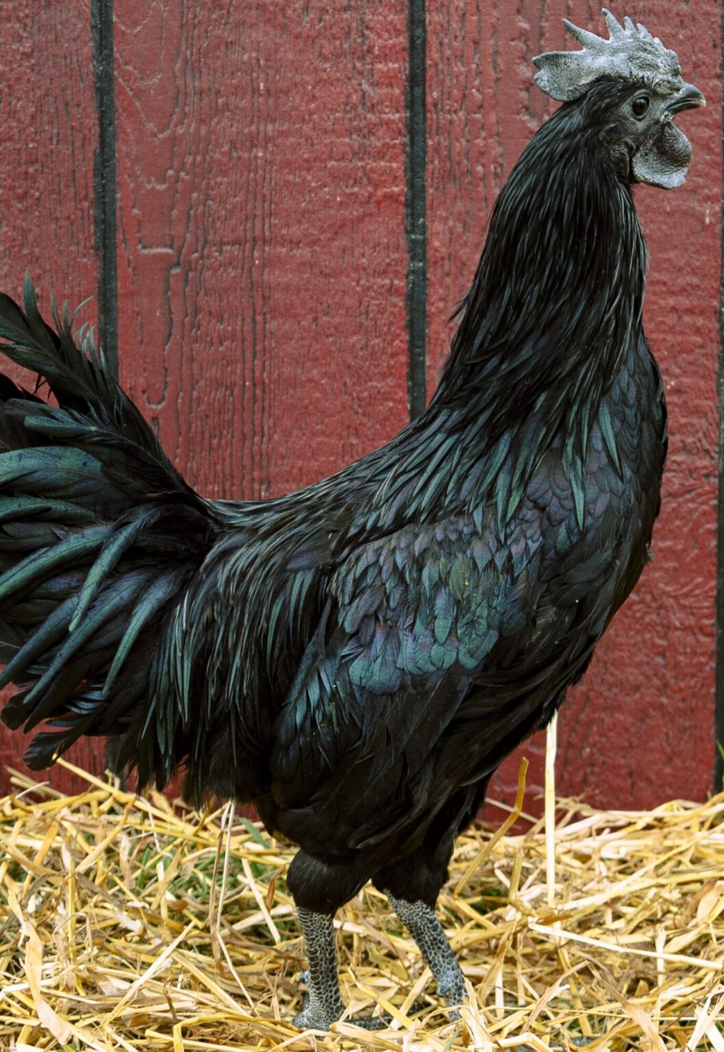 Ayam Cemani Chicken: Baby Chicks for Sale | Cackle Hatchery®