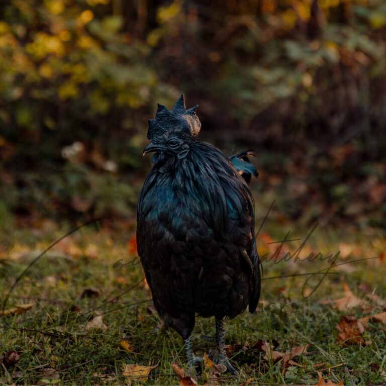 Ayam Cemani Chicks | Rare Black Chickens | Cackle Hatchery®