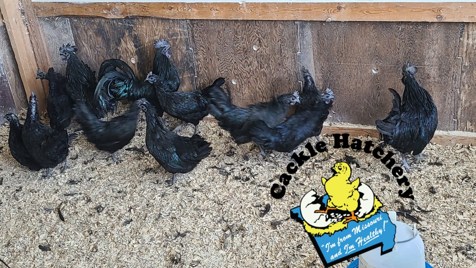 Ayam Cemani Chicken: Baby Chicks for Sale | Cackle Hatchery®