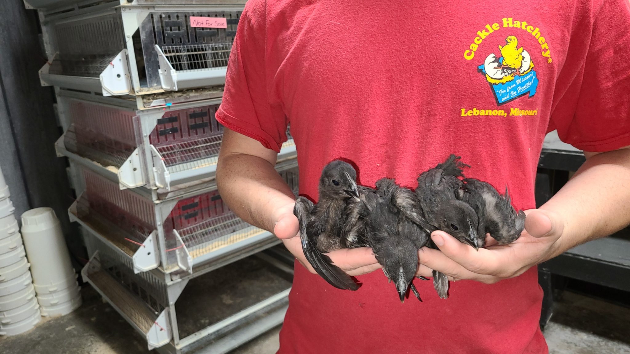Ayam Cemani Chicken: Baby Chicks for Sale | Cackle Hatchery®