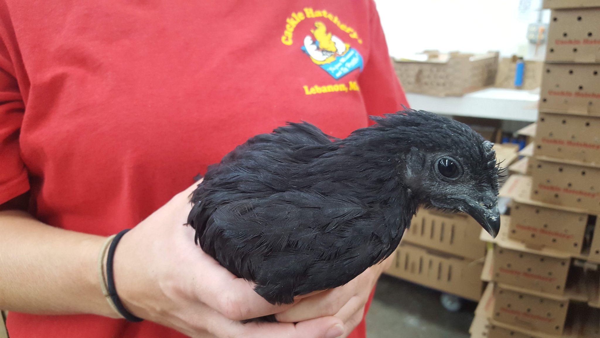 Ayam Cemani Chicken: Baby Chicks for Sale | Cackle Hatchery®
