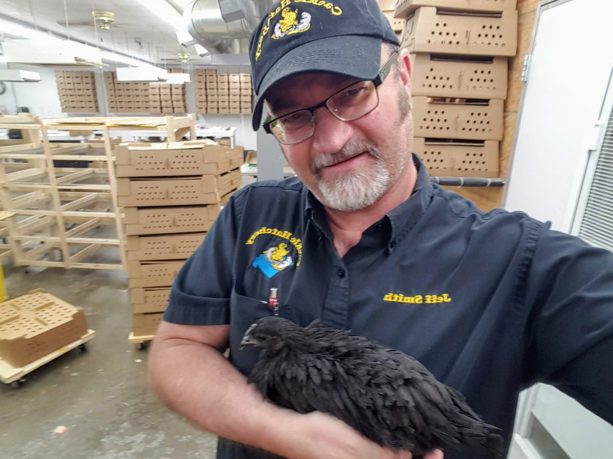 Ayam Cemani Chicken: Baby Chicks for Sale | Cackle Hatchery®