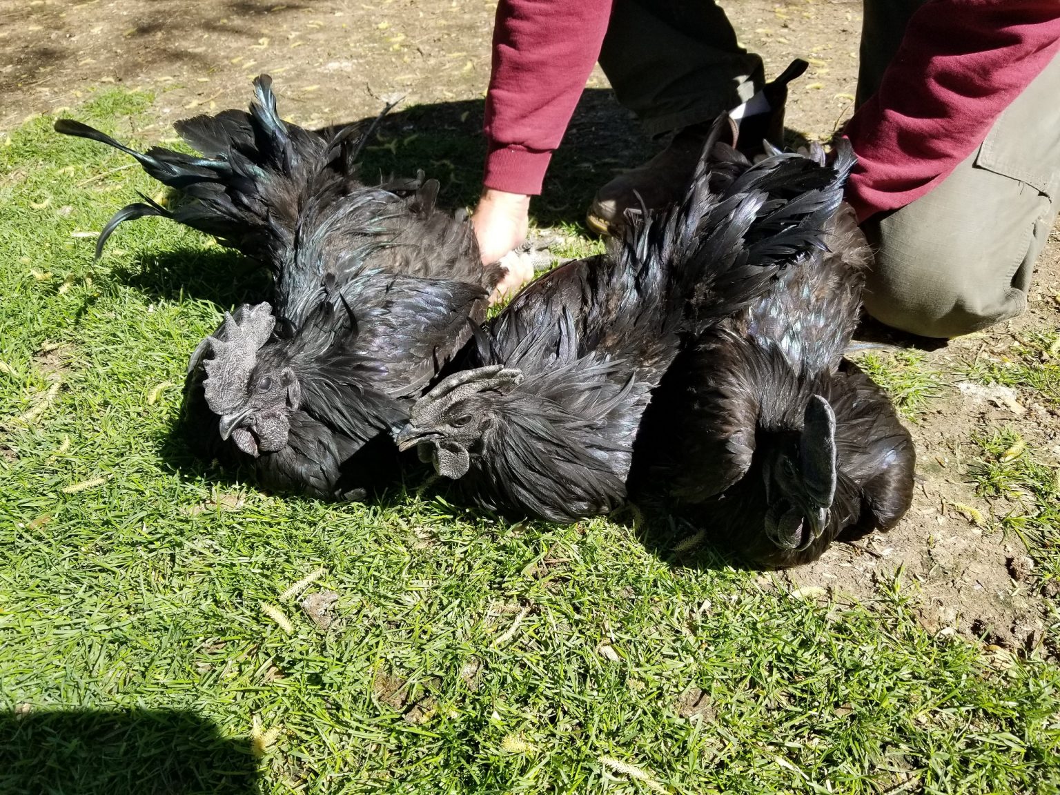 Ayam Cemani Chicken: Baby Chicks for Sale | Cackle Hatchery®