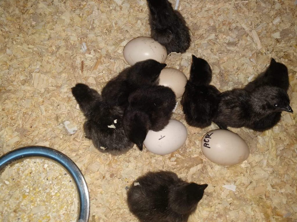 Ayam Cemani Chicken: Baby Chicks for Sale | Cackle Hatchery®