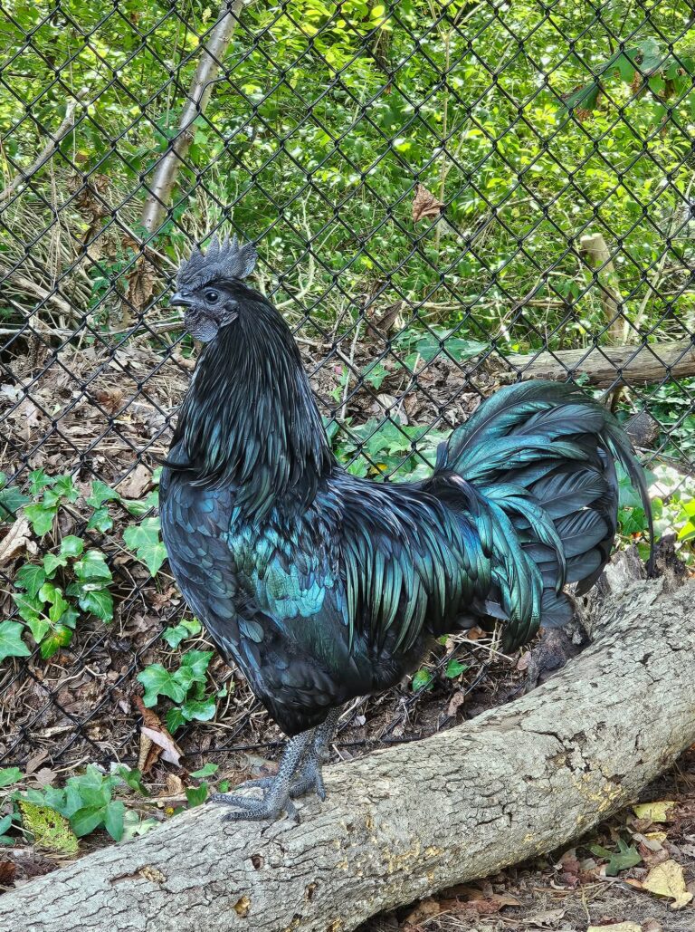 Ayam Cemani Chicken: Baby Chicks for Sale | Cackle Hatchery®