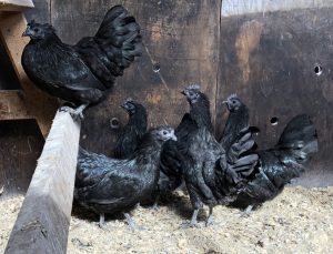 Ayam Cemani Chicken: Baby Chicks for Sale | Cackle Hatchery®