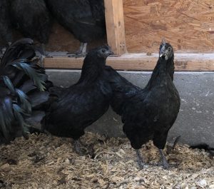 Ayam Cemani Chicken: Baby Chicks for Sale | Cackle Hatchery®