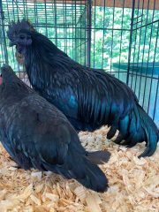 Ayam Cemani Chicken: Baby Chicks for Sale | Cackle Hatchery®
