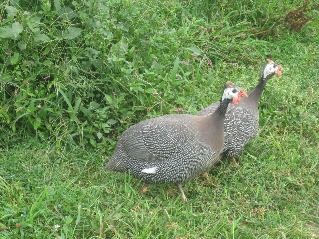 Pearl Guinea Keets | Complete Guide to Raising Guinea Keets – MGNAR