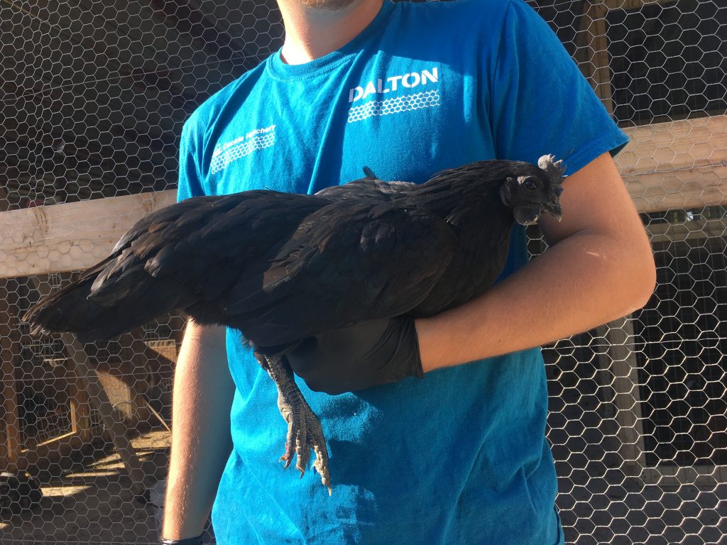 Ayam Cemani Chicken: Baby Chicks for Sale | Cackle Hatchery®