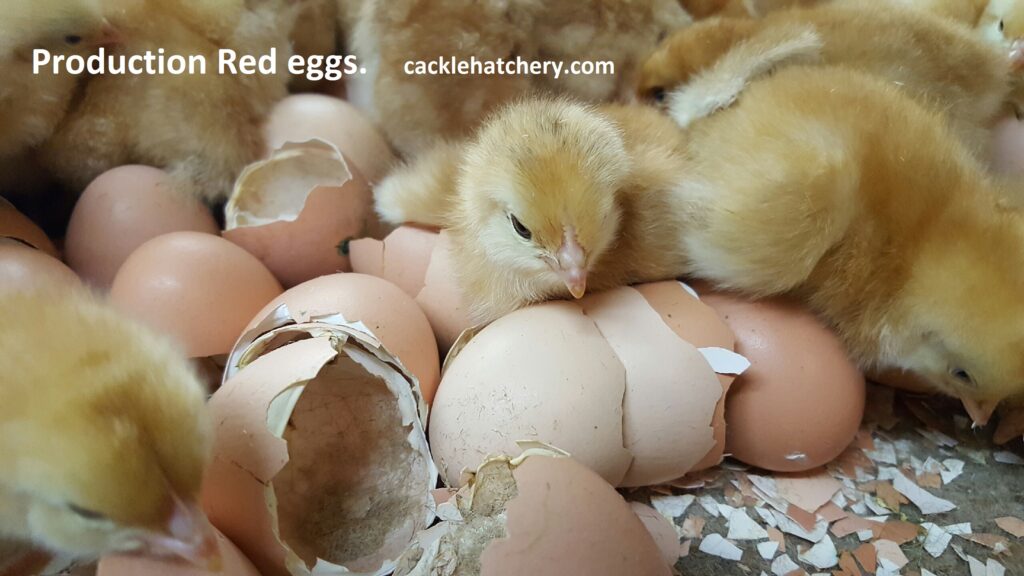 Production Red Fertile Hatching Eggs for Sale - Fresh/Fertile Eggs ...