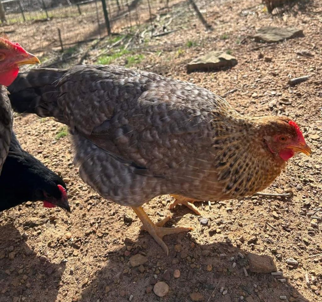 Bielefelder Baby Chicks - Chickens For Sale | Cackle Hatchery®