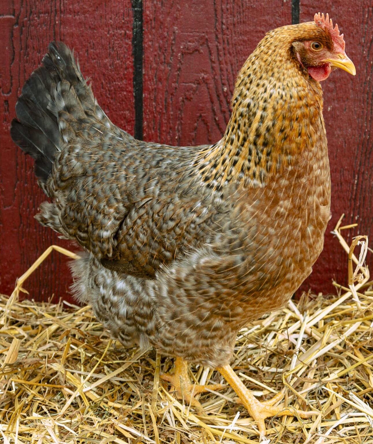 Bielefelder Baby Chicks - Chickens For Sale | Cackle Hatchery®