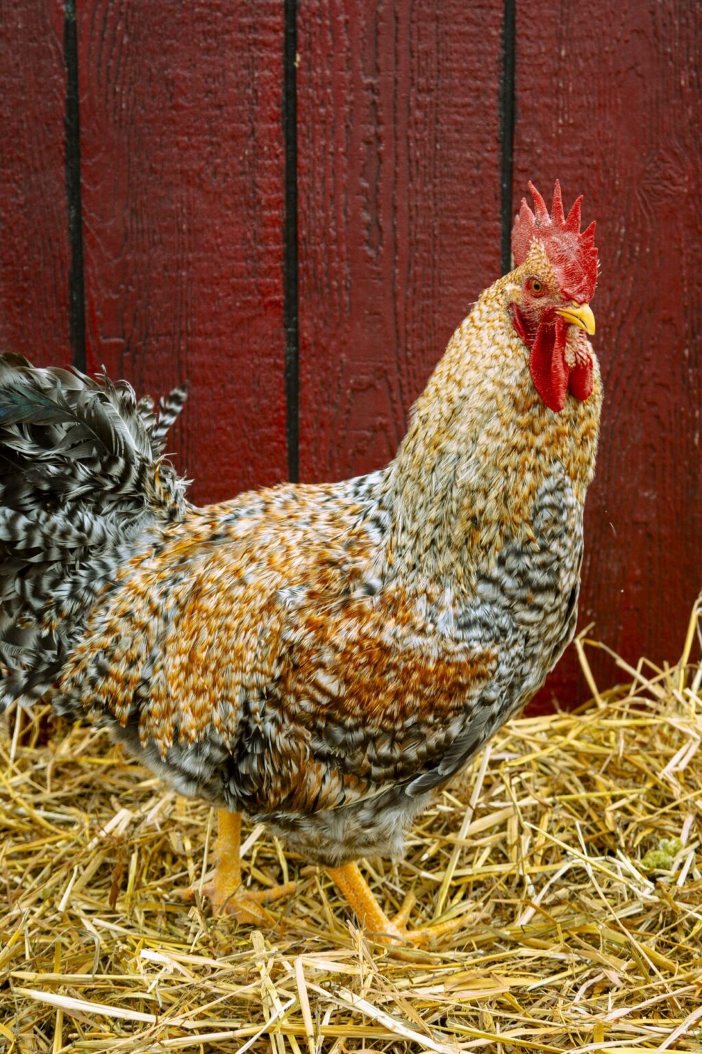 Bielefelder Baby Chicks - Chickens For Sale | Cackle Hatchery®