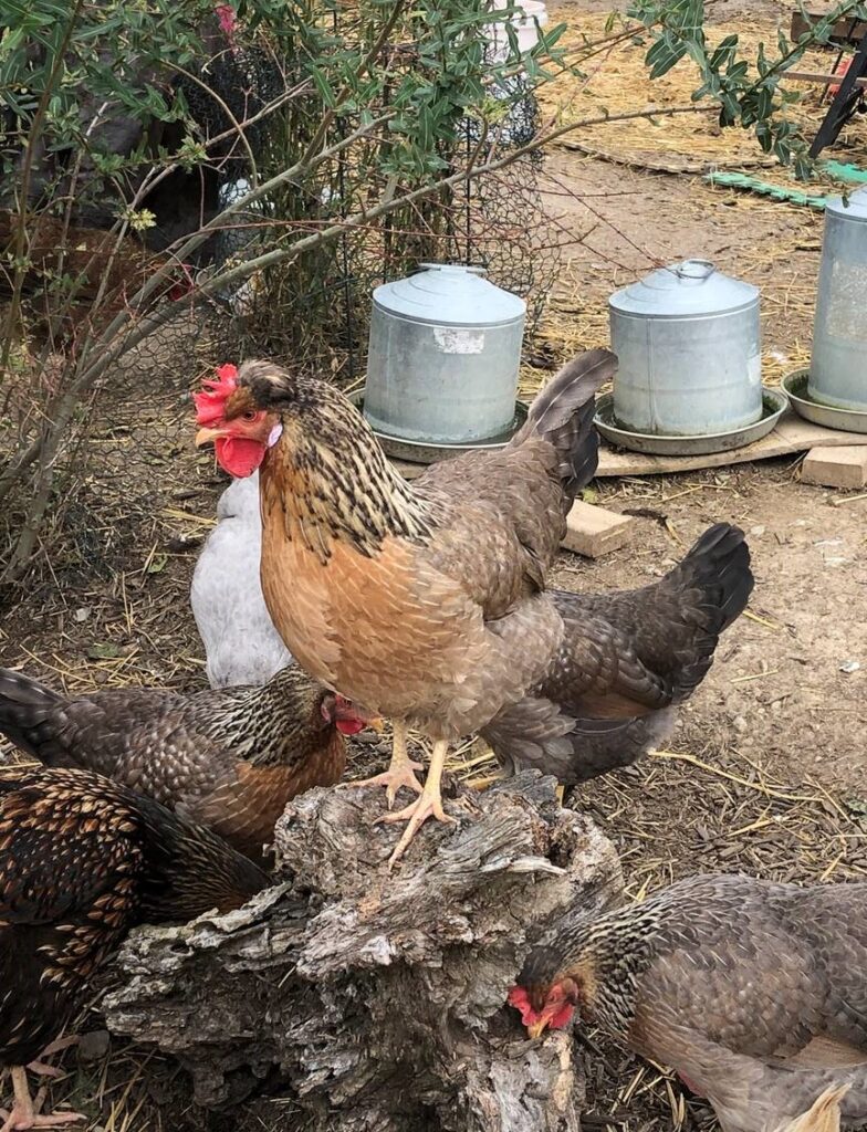 Cream Legbar Chicks | Auto-Sexing Blue Egg Layers