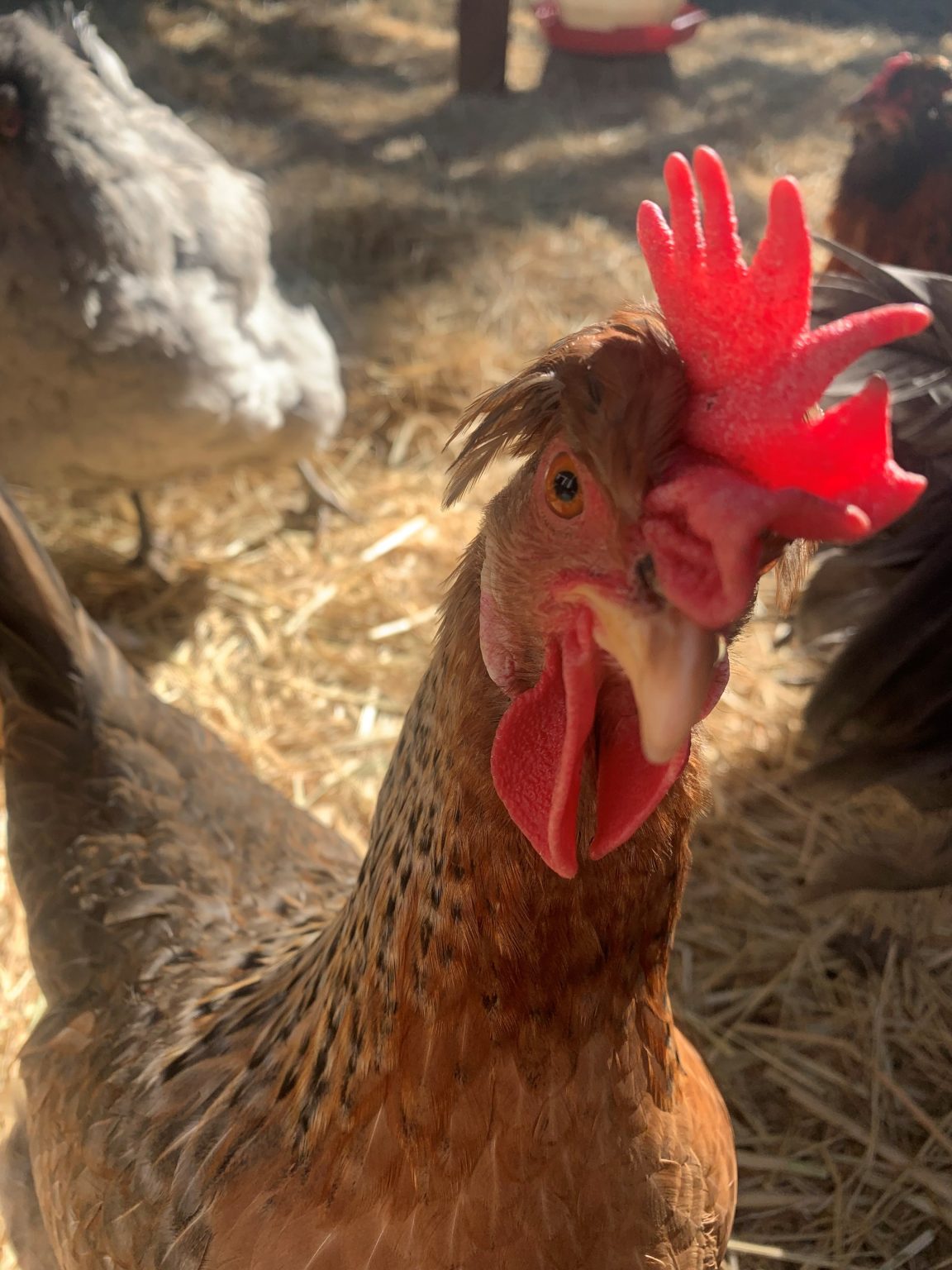 Cream Legbar Chickens For Sale - Baby Chicks | Cackle Hatchery®