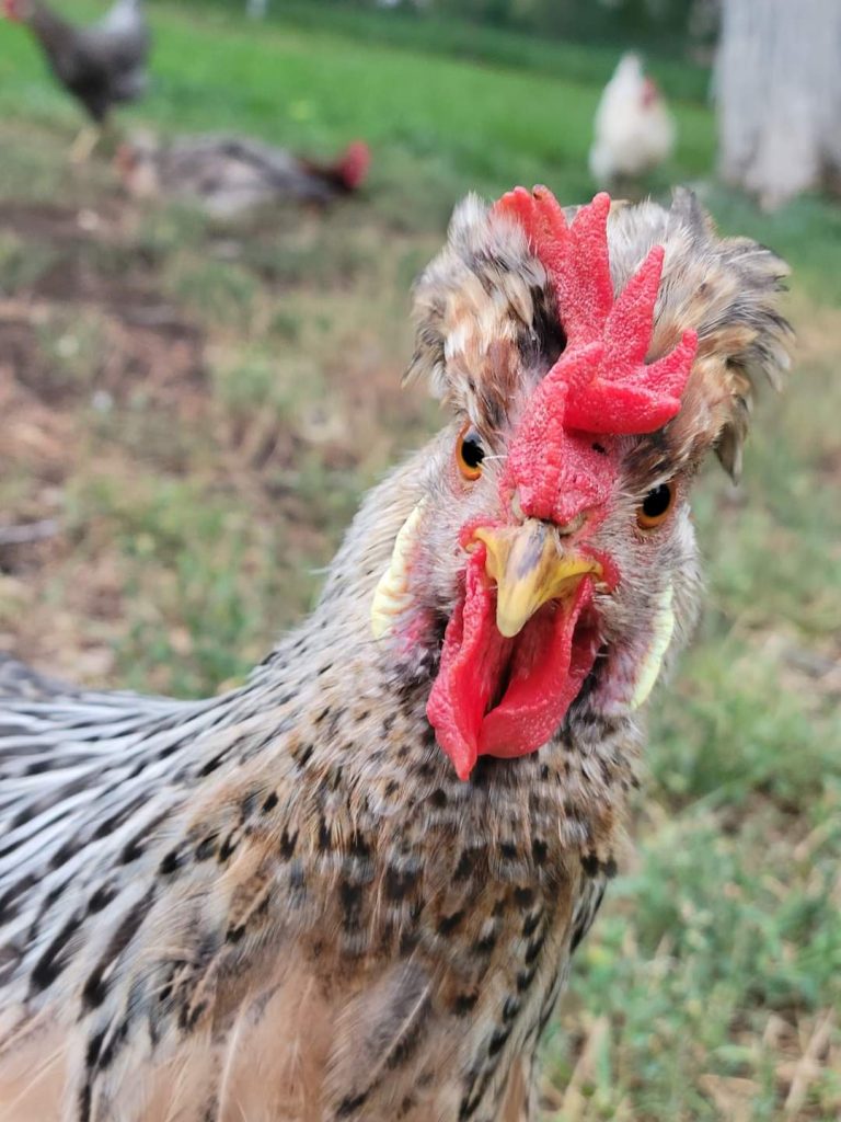 Cream Legbar Chickens For Sale - Baby Chicks | Cackle Hatchery®