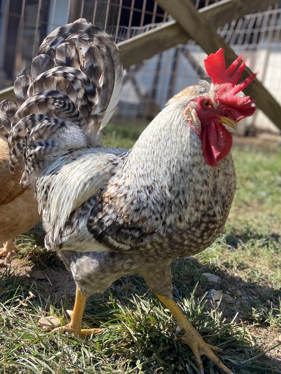 Cream Legbar Chickens For Sale - Baby Chicks | Cackle Hatchery®