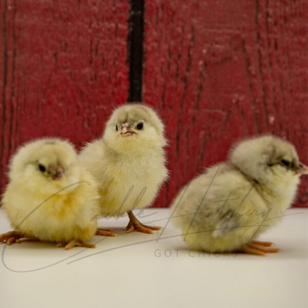 Splash Ameraucana Chicken For Sale | Cackle Hatchery®