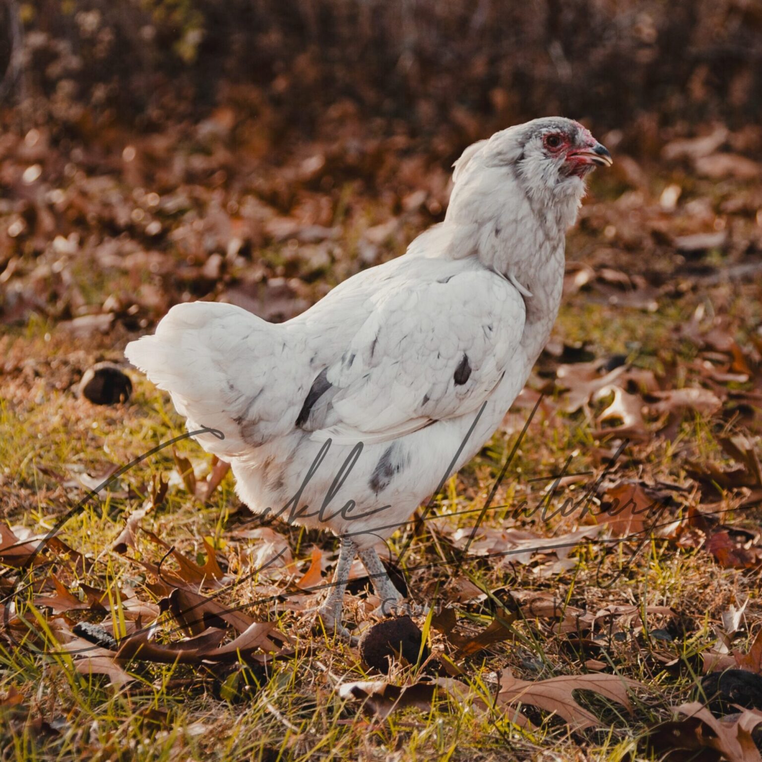 Splash Ameraucana Chicken For Sale | Cackle Hatchery®