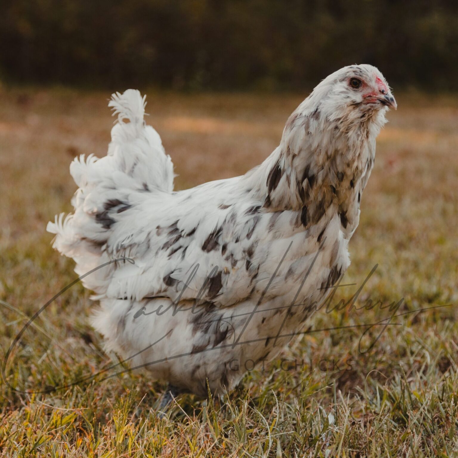 Splash Ameraucana Chicken For Sale | Cackle Hatchery®