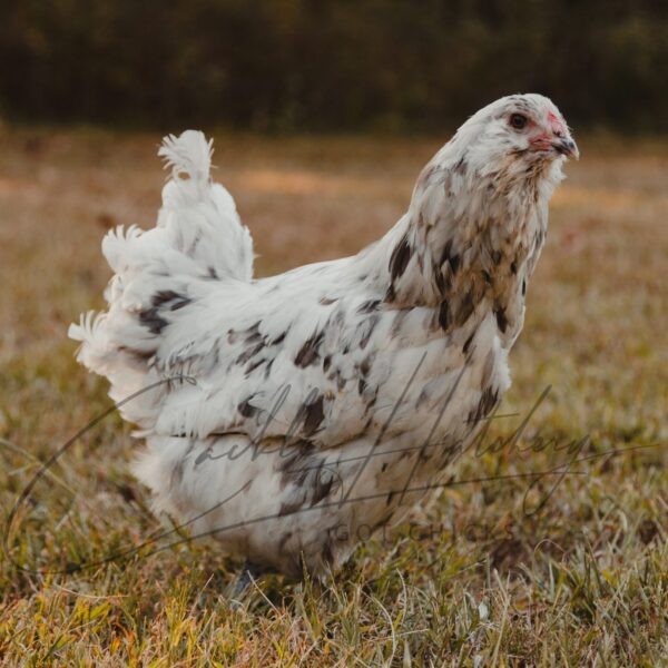 Splash Ameraucana Chicken For Sale | Cackle Hatchery®