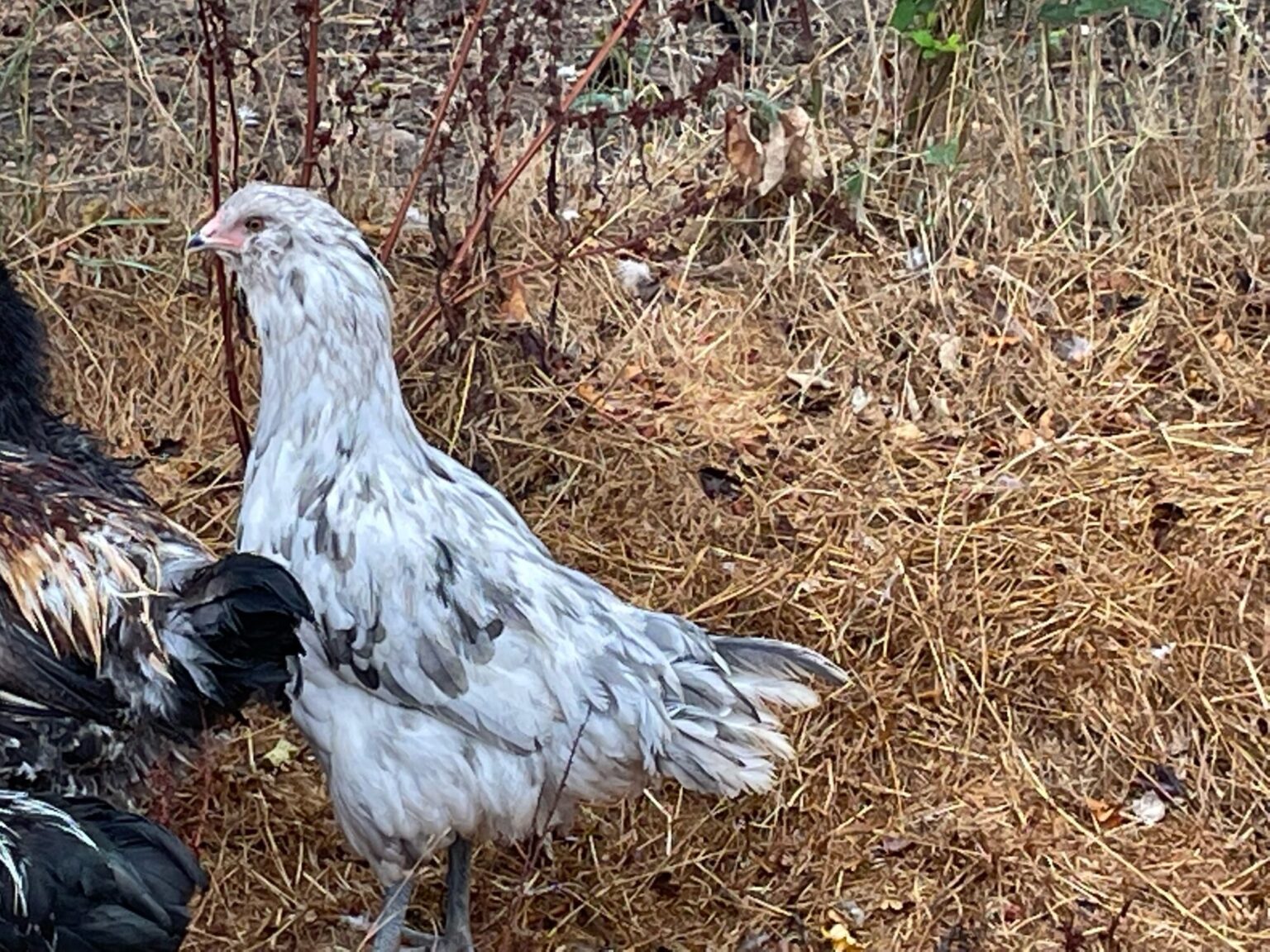 Splash Ameraucana Chicken For Sale | Cackle Hatchery®