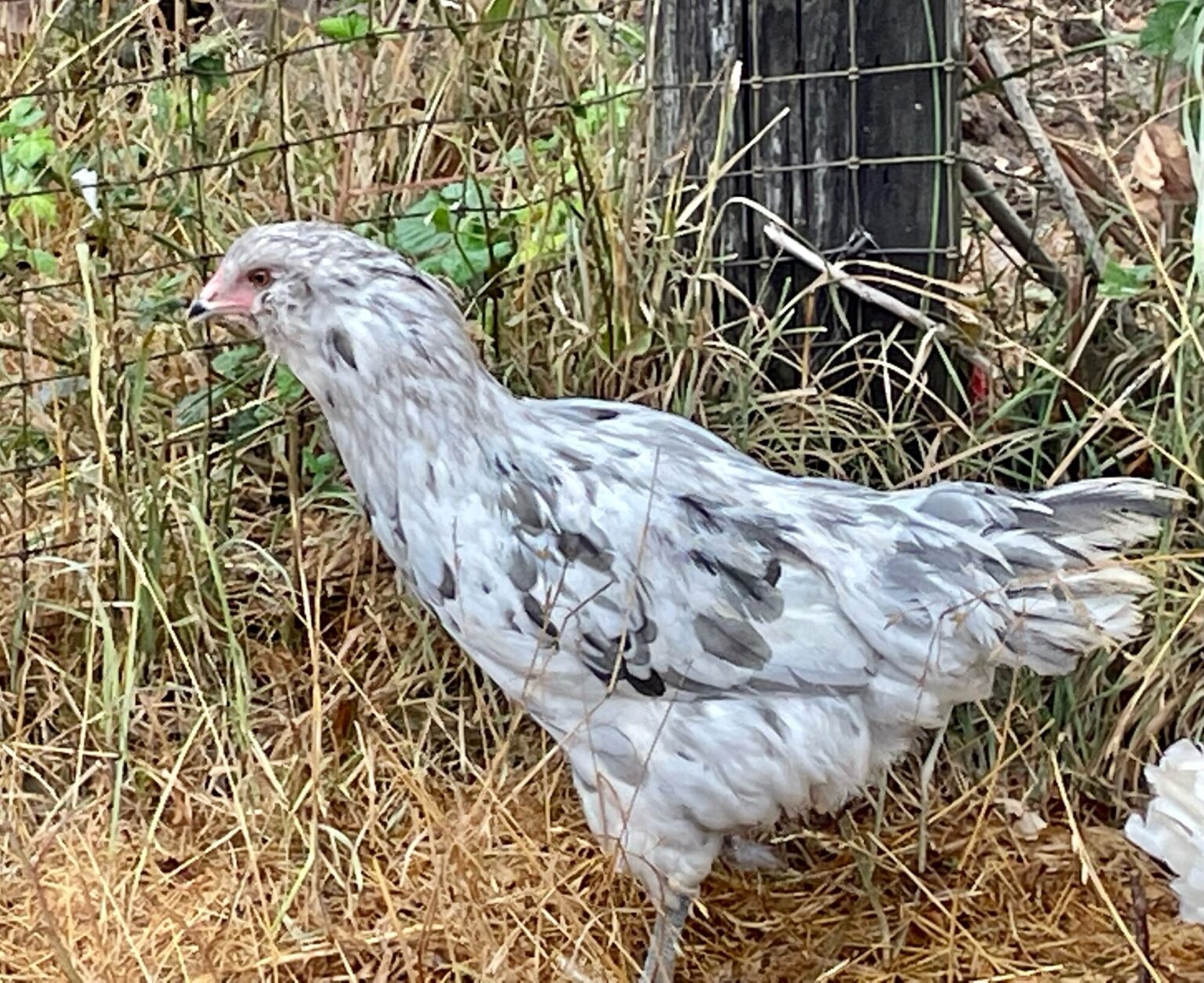 Splash Ameraucana Chicken For Sale | Cackle Hatchery®