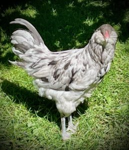 Splash Ameraucana Chicken For Sale | Cackle Hatchery®