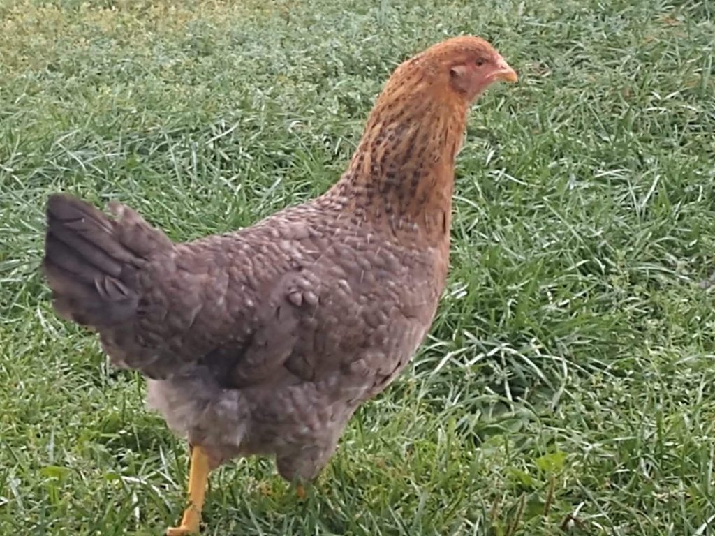 Bielefelder Baby Chicks - Chickens For Sale | Cackle Hatchery®