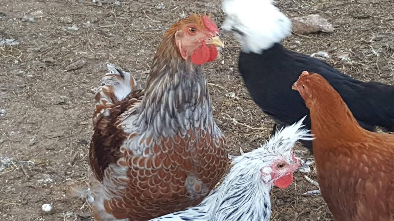 Blue Laced Red Wyandotte Chicken For Sale | Cackle Hatchery®