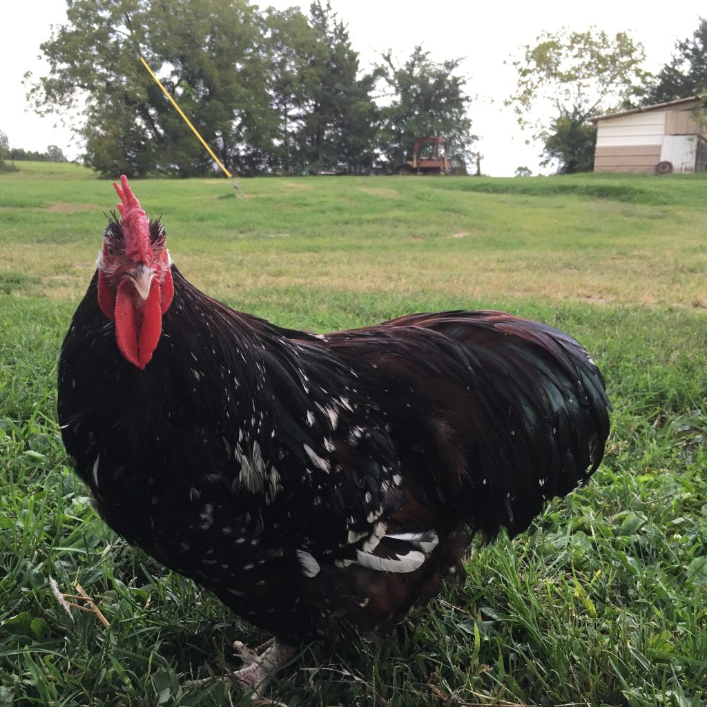 Jubilee Orpington Chicken For Sale | Cackle Hatchery®