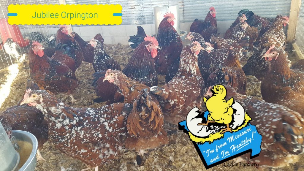 Jubilee Orpington Chicken For Sale | Cackle Hatchery®