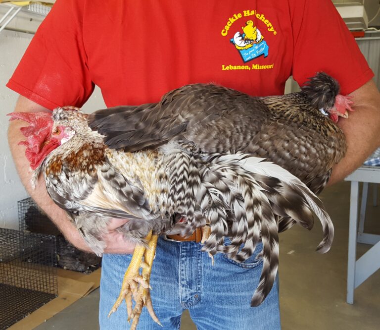 Cream Legbar Chickens For Sale - Baby Chicks | Cackle Hatchery®