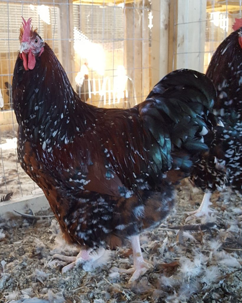 Jubilee Orpington Chicken For Sale | Cackle Hatchery®