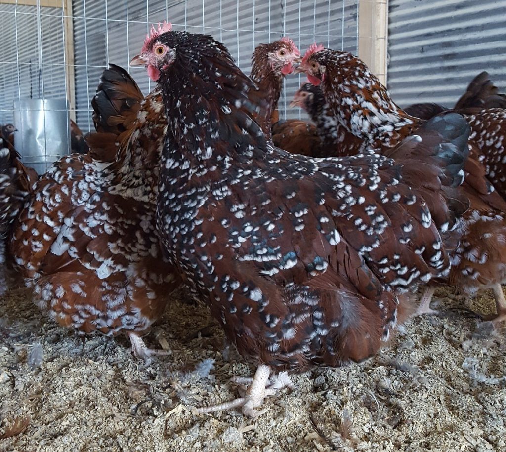 Jubilee Orpington Chicken For Sale | Cackle Hatchery®