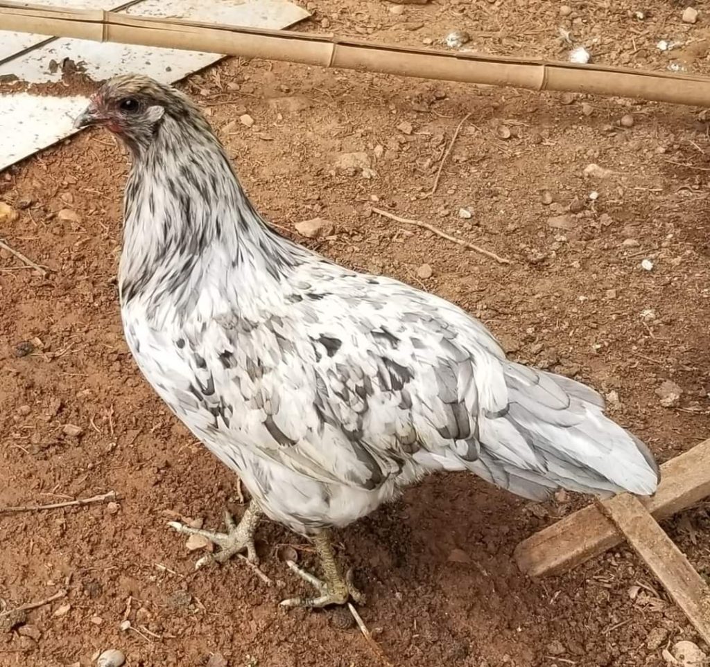 Splash Sumatra Chicken : Baby Chicks for Sale | Cackle Hatchery®