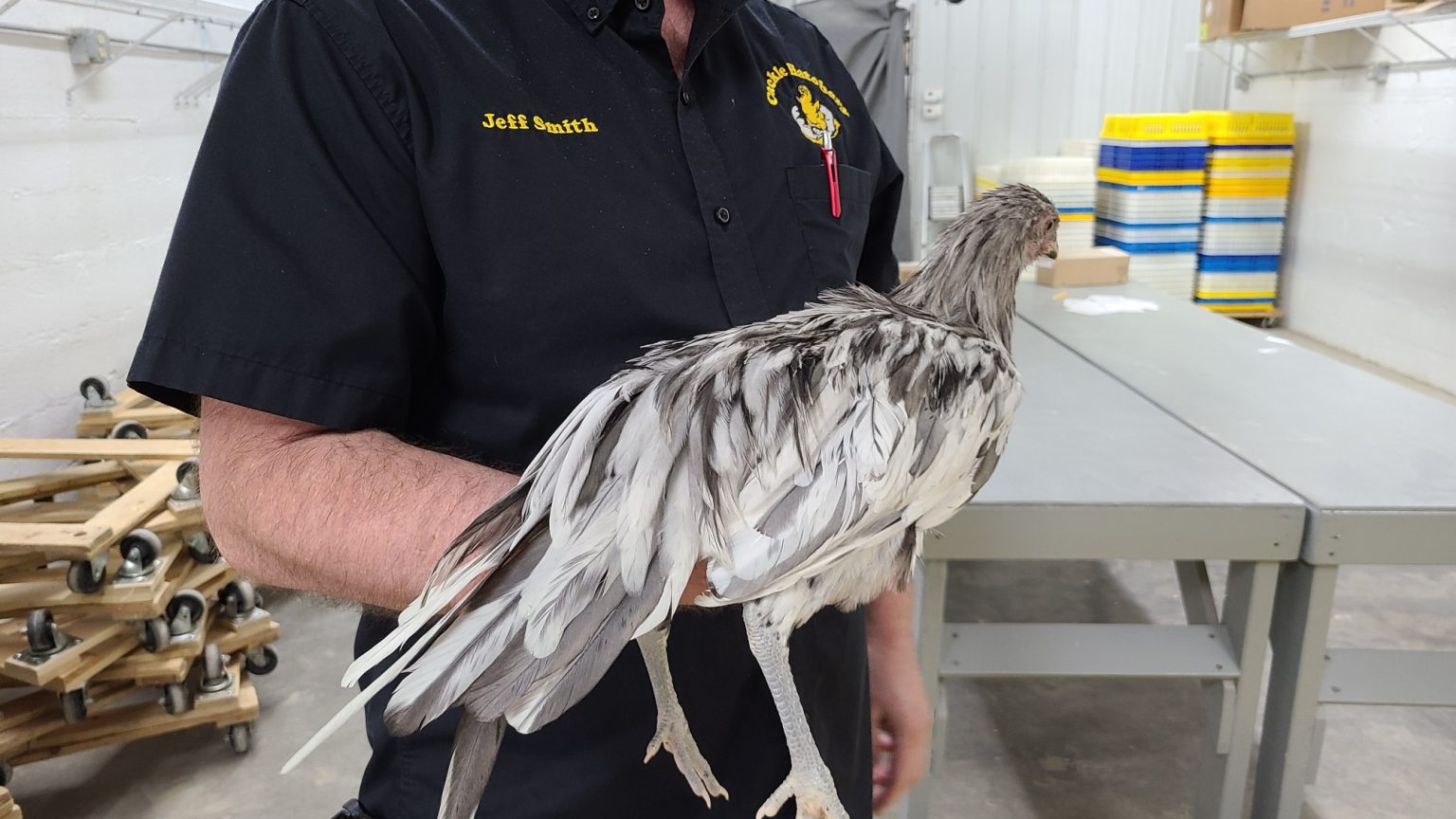 Splash Sumatra Chicken : Baby Chicks for Sale | Cackle Hatchery®