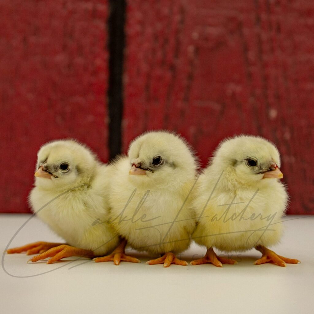 Splash Sumatra Chicken : Baby Chicks for Sale | Cackle Hatchery®