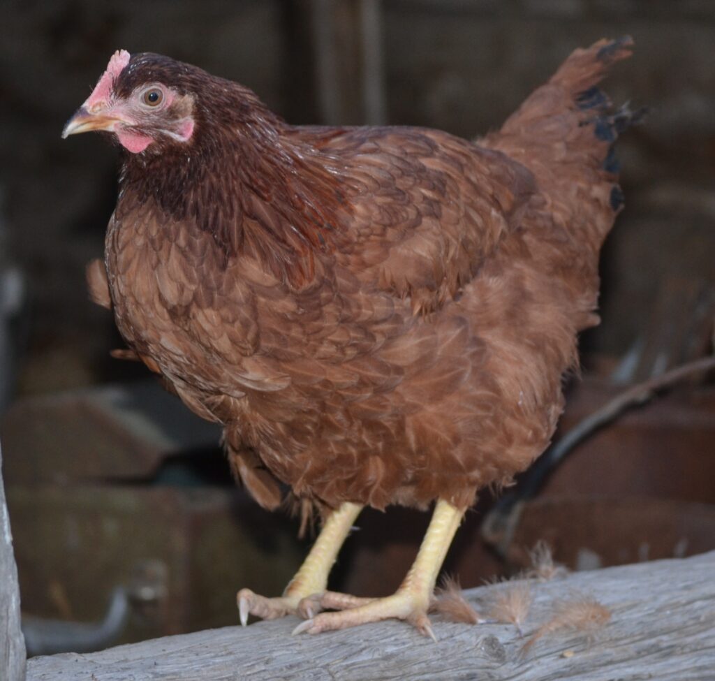 Rhode Island Red Started Pullet | Cackle Hatchery®