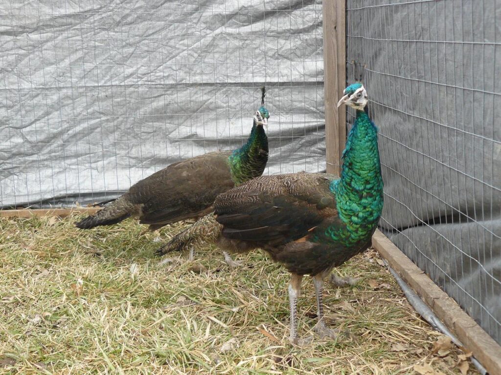 Spalding Peafowl chicks for sale | Cackle Hatchery®